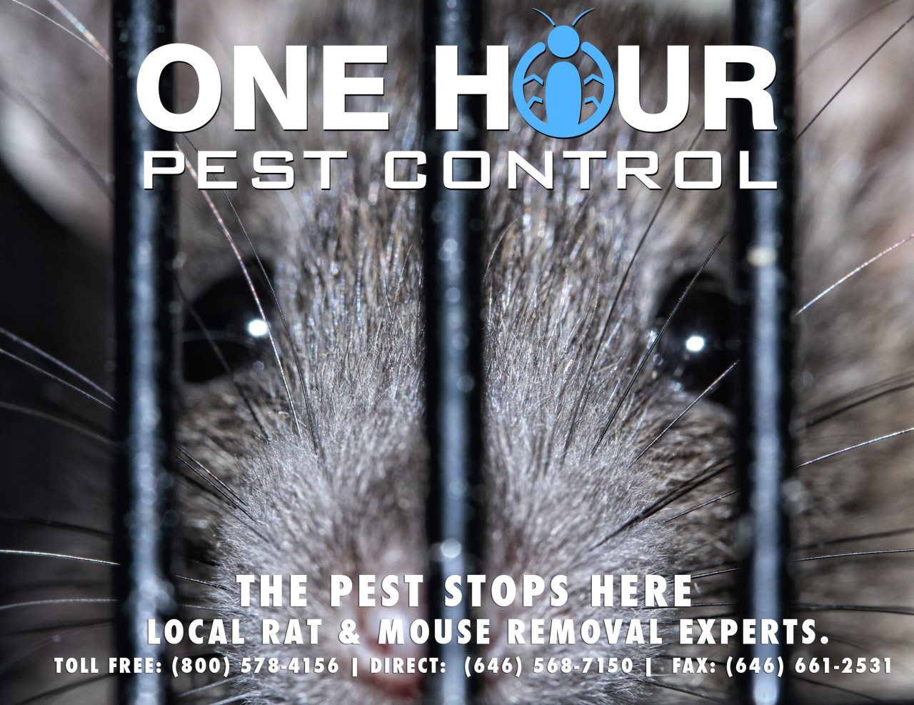 New York Rat and Mice Exterminators for your Home and Business