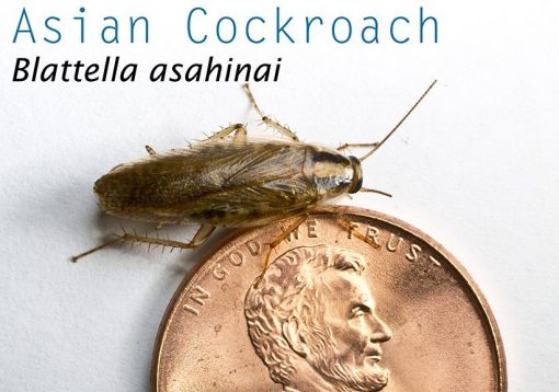 cockroach pictures nyc, bronx, brooklyn, queens and long island city