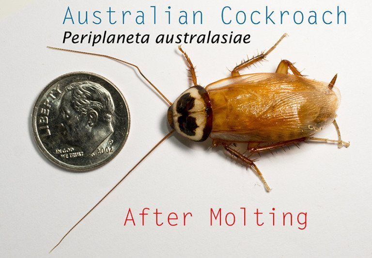 cockroach pictures nyc, bronx, brooklyn, queens and long island city