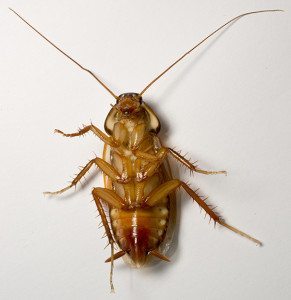 cockroach pictures nyc, bronx, brooklyn, queens and long island city