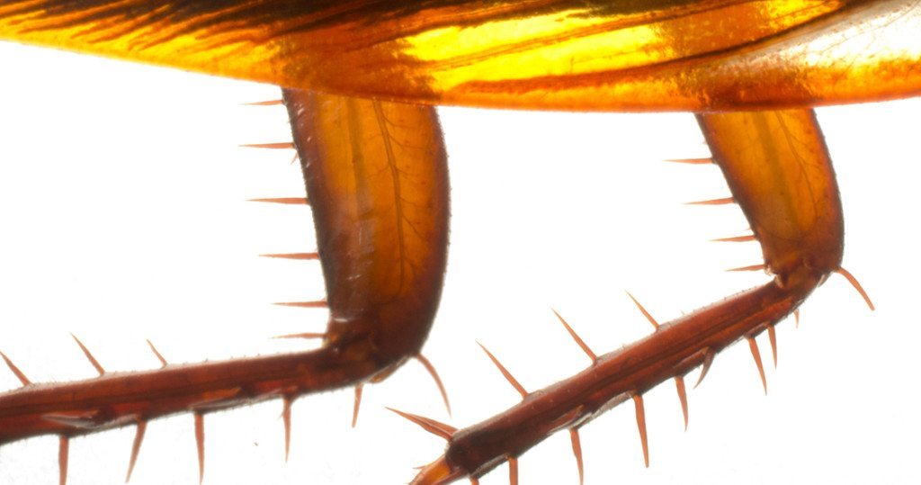 cockroach pictures nyc, bronx, brooklyn, queens and long island city