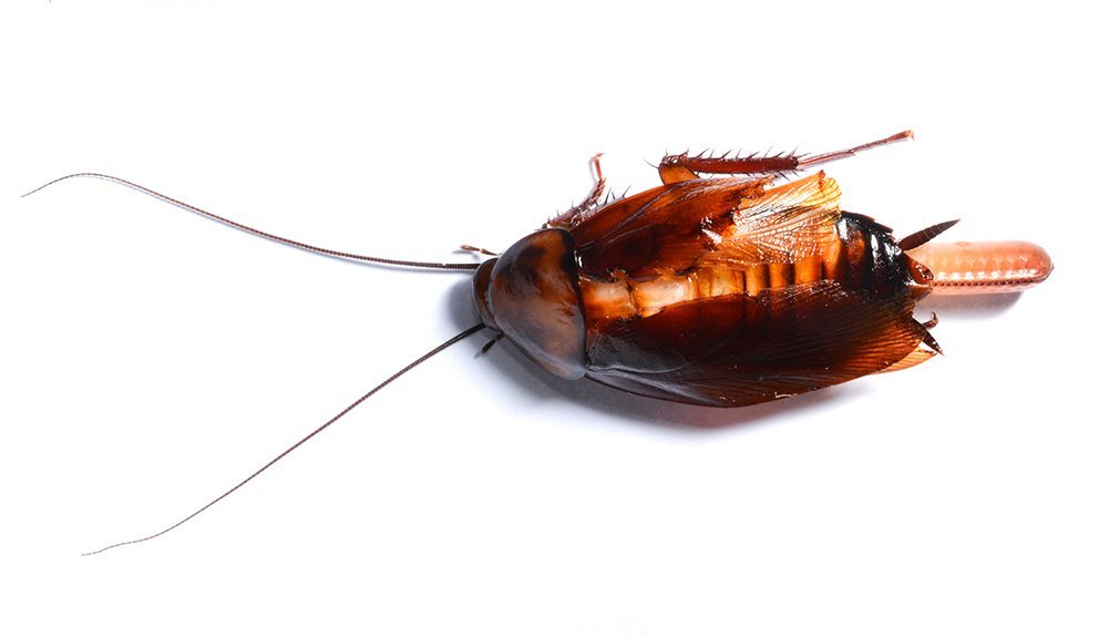 cockroach pictures nyc, bronx, brooklyn, queens and long island city