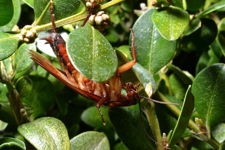 cockroach pictures nyc, bronx, brooklyn, queens and long island city