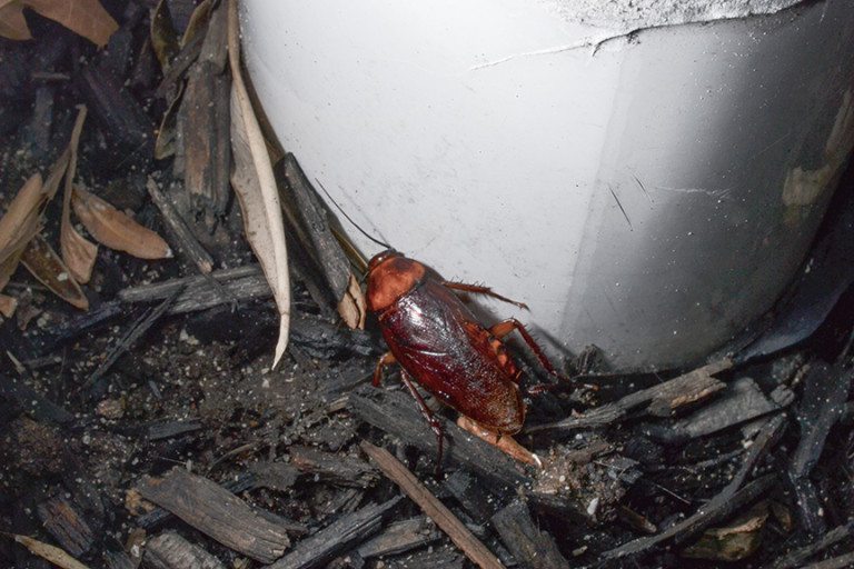 cockroach pictures nyc, bronx, brooklyn, queens and long island city