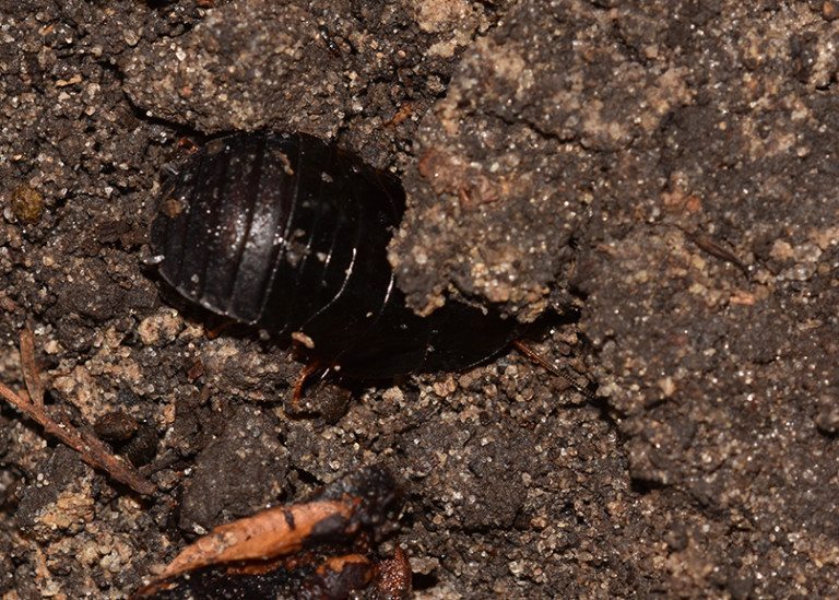 cockroach pictures nyc, bronx, brooklyn, queens and long island city