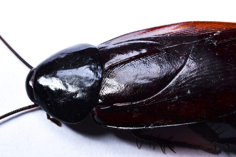 cockroach pictures nyc, bronx, brooklyn, queens and long island city