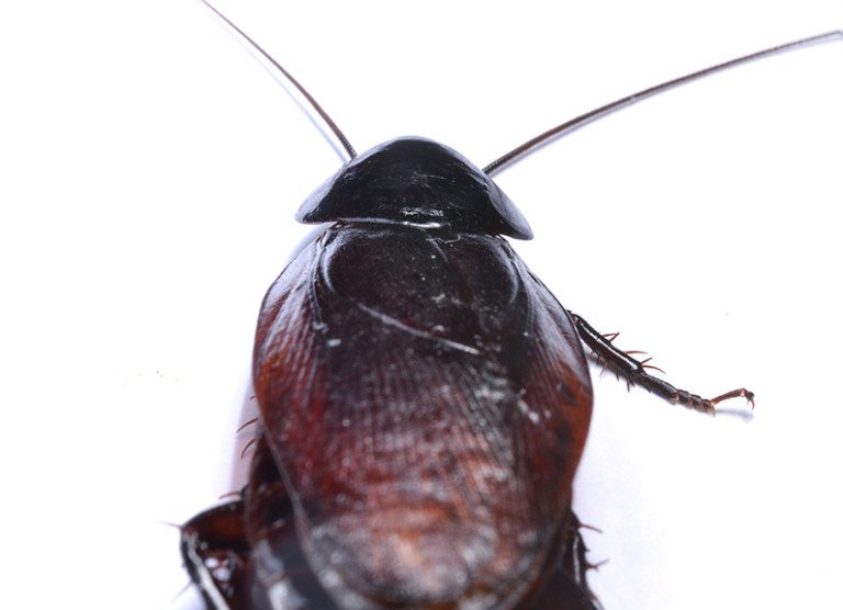 cockroach pictures nyc, bronx, brooklyn, queens and long island city