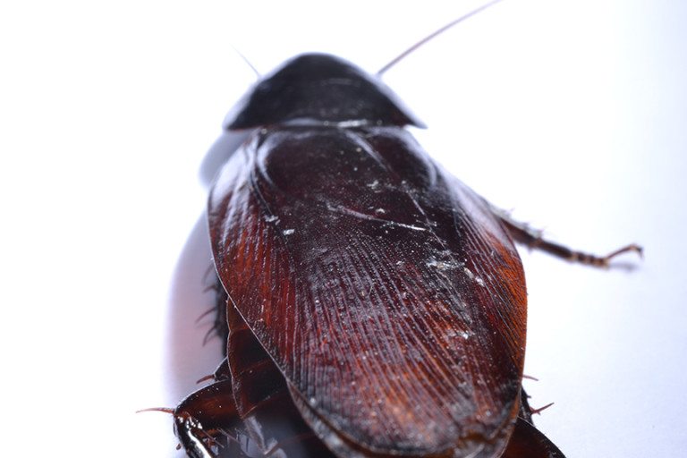 cockroach pictures nyc, bronx, brooklyn, queens and long island city