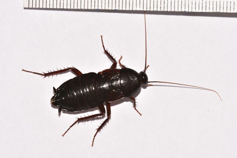 cockroach pictures nyc, bronx, brooklyn, queens and long island city