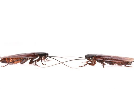 cockroach pictures nyc, bronx, brooklyn, queens and long island city