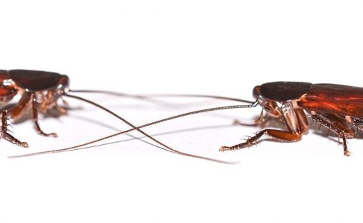 cockroach pictures nyc, bronx, brooklyn, queens and long island city