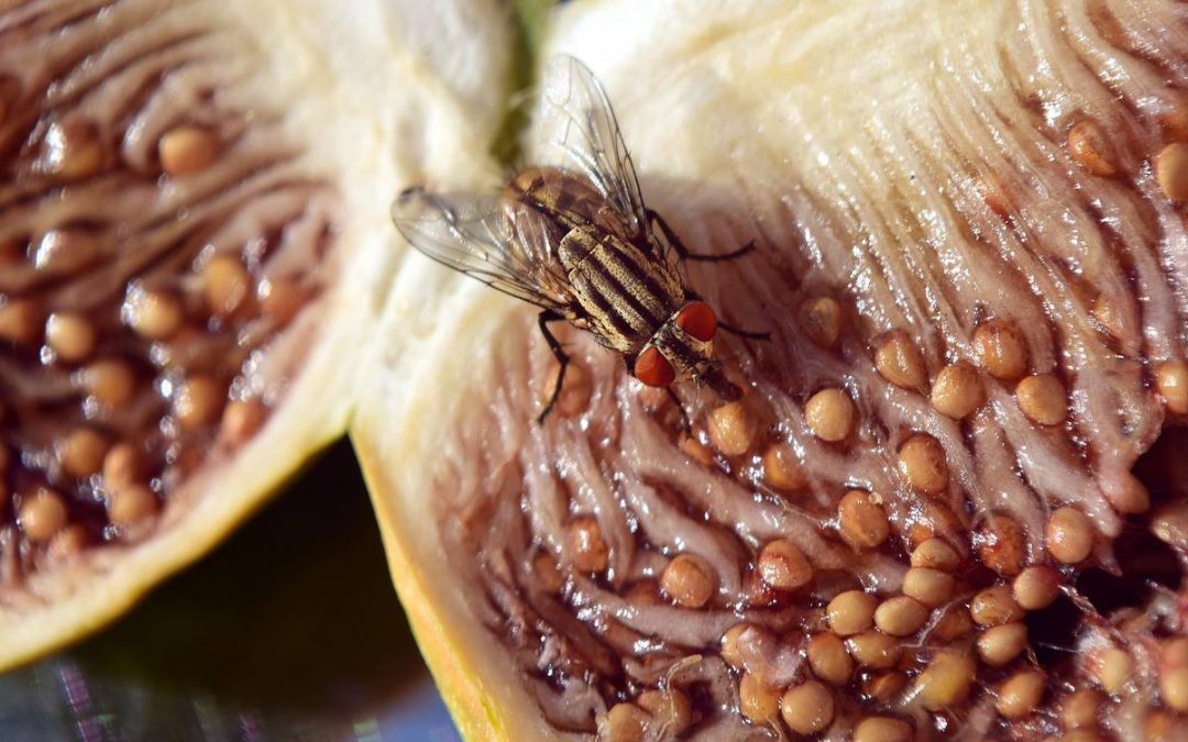 What Can You Do About Flies In Your Restaurant One Hour Pest Control What Can You Do About Flies In Your Restaurant One Hour Pest Control